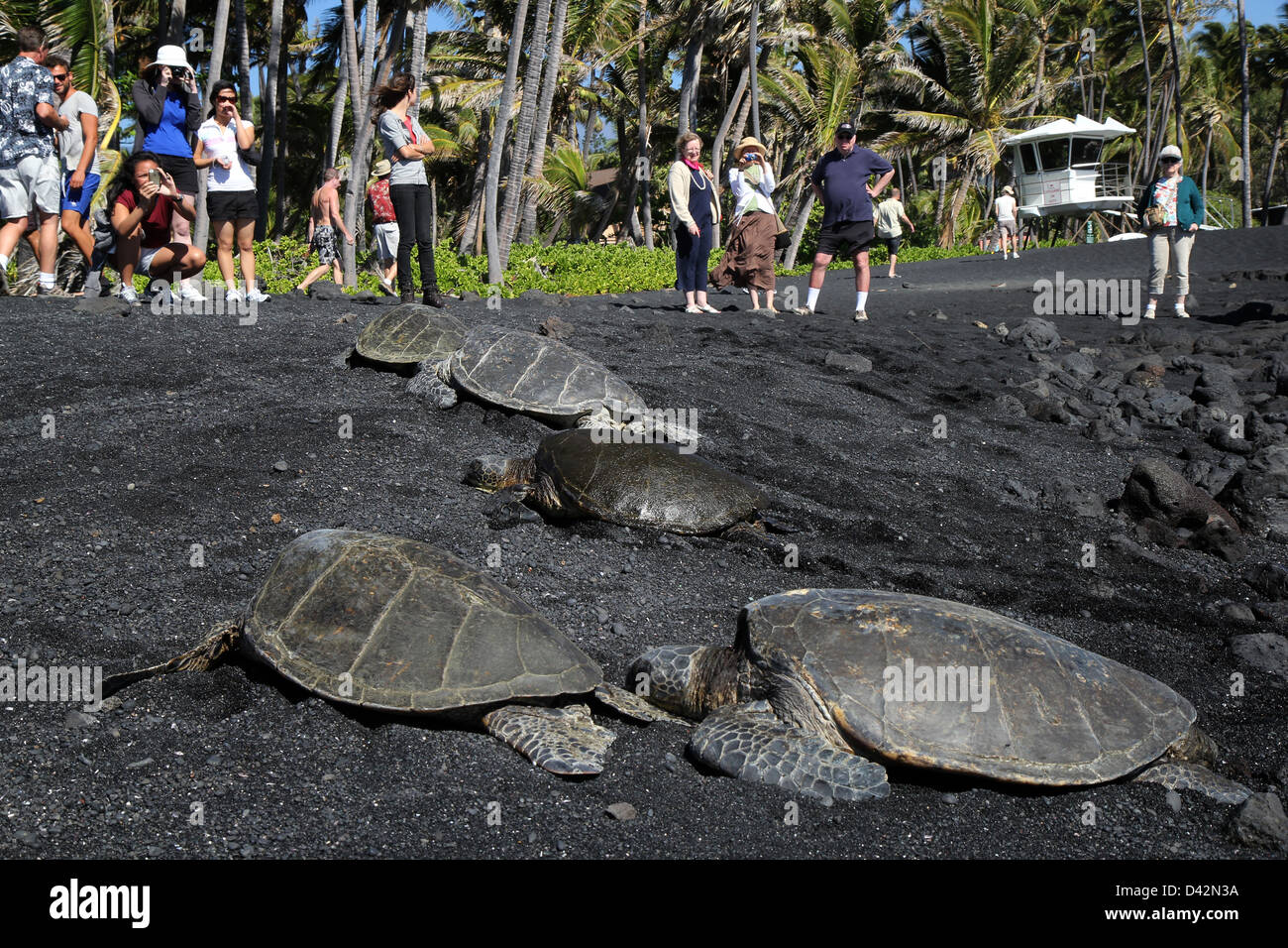 Turtle basking area hi-res stock photography and images - Alamy