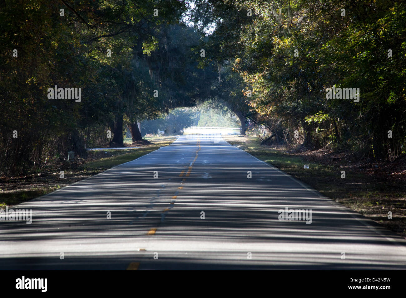 Road with Live Oak Trees and Spanish Moss as a canopy shading the path ...