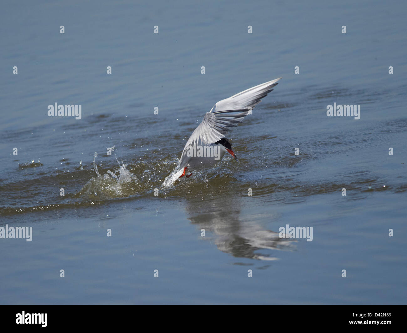 Common Tern hovering & diving for fish Stock Photo - Alamy