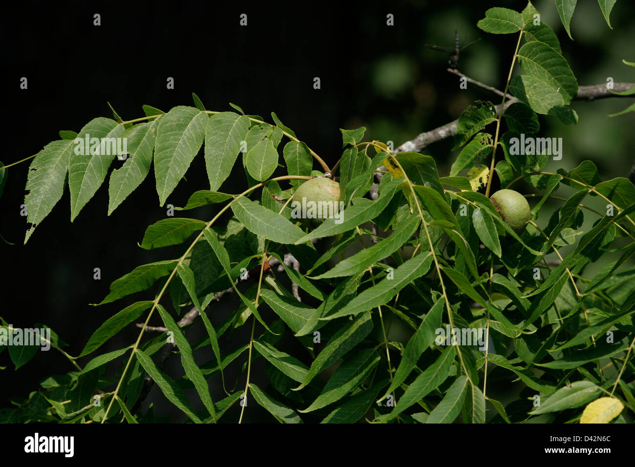 walnut tree in deciduous woodland Ohio Stock Photo - Alamy