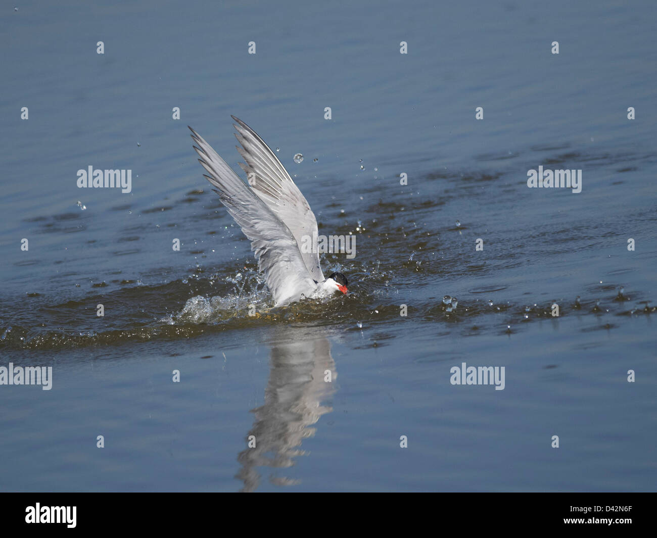 Common Tern hovering & diving for fish Stock Photo - Alamy