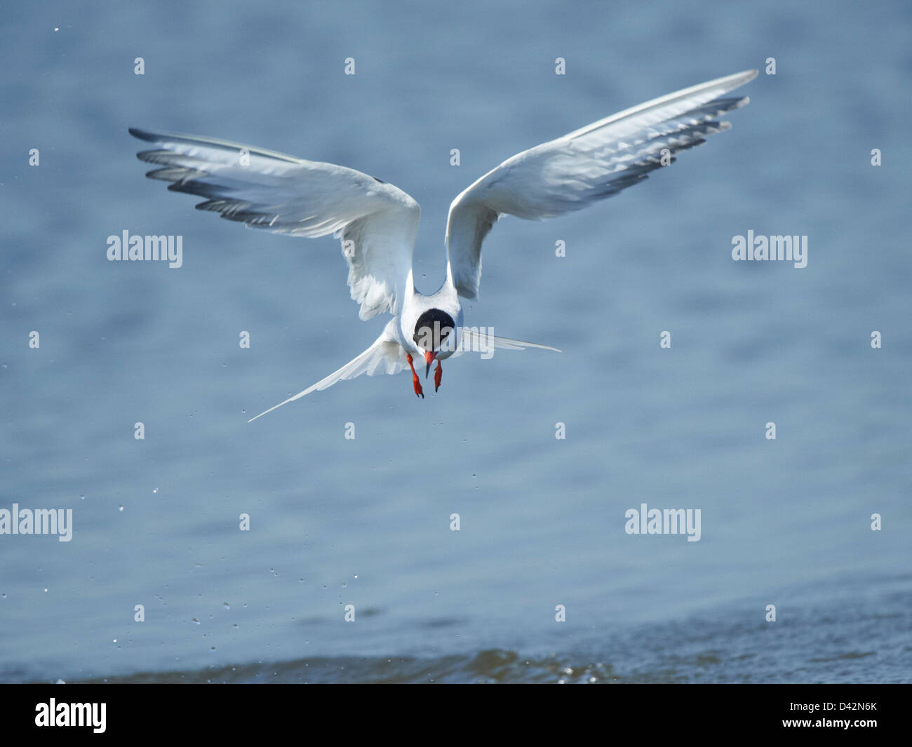 Common Tern hovering & diving for fish Stock Photo - Alamy