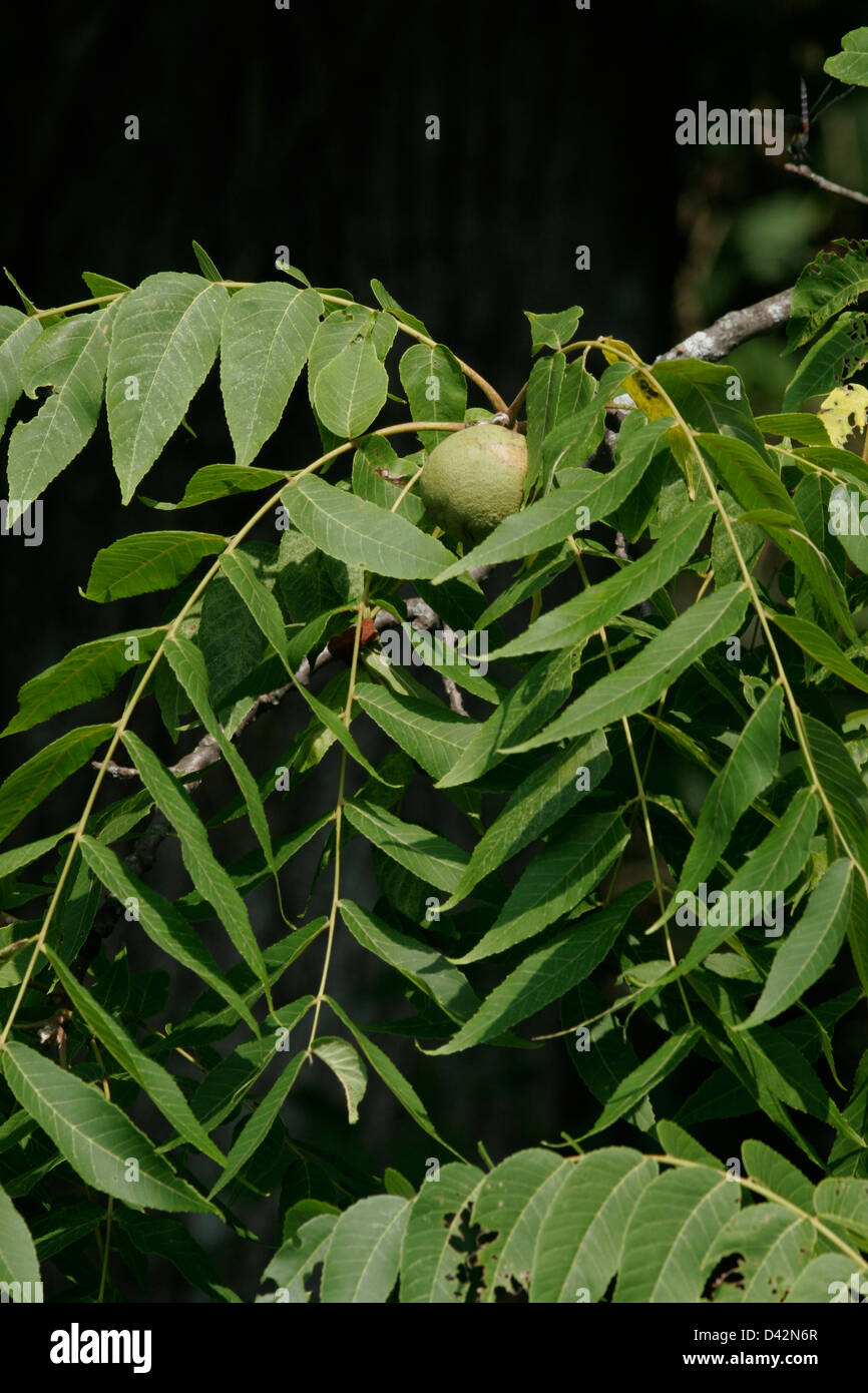 walnut tree in deciduous woodland Ohio Stock Photo - Alamy