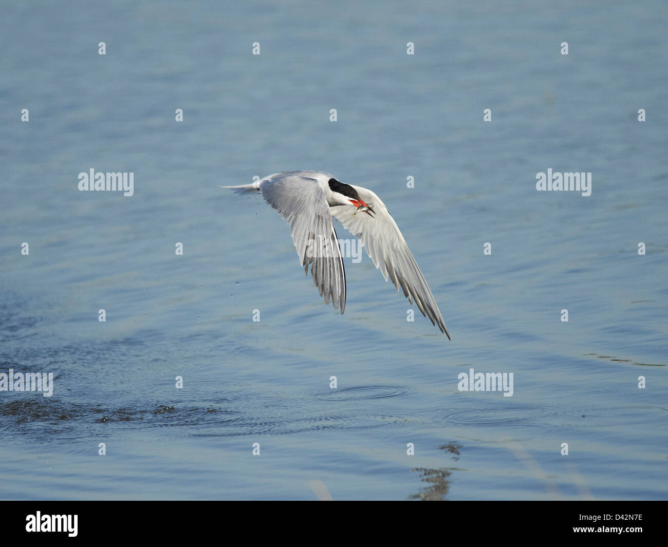 Common Tern hovering & diving for fish Stock Photo - Alamy