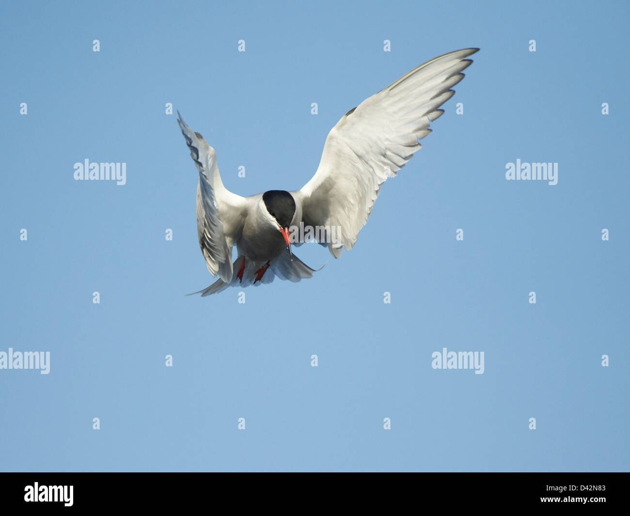 Common tern sea swallow hirundo hi-res stock photography and images - Alamy