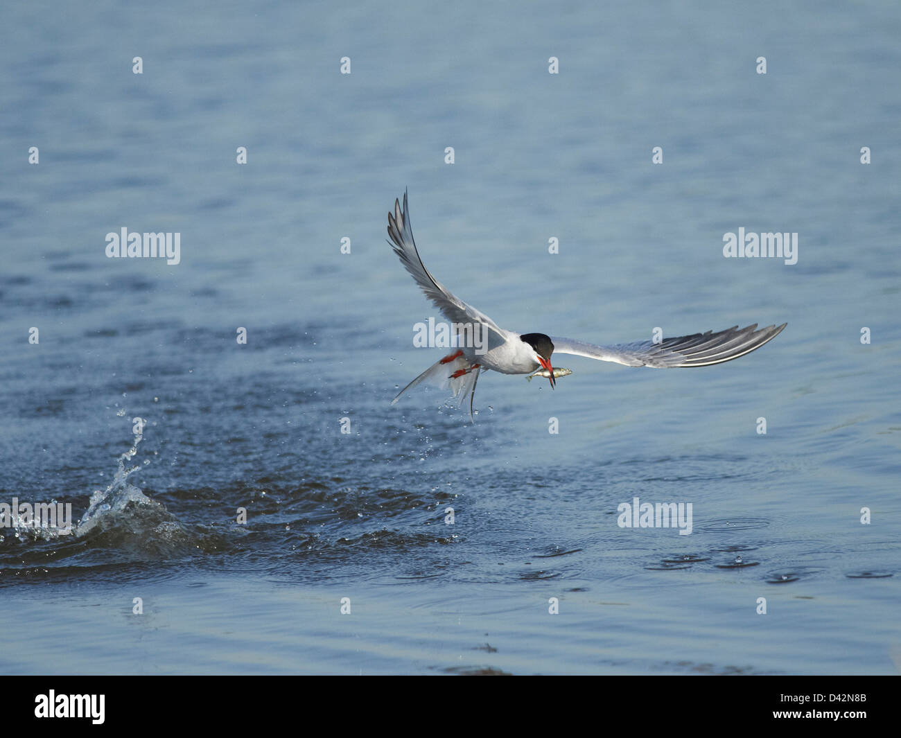 Common Tern hovering & diving for fish Stock Photo - Alamy
