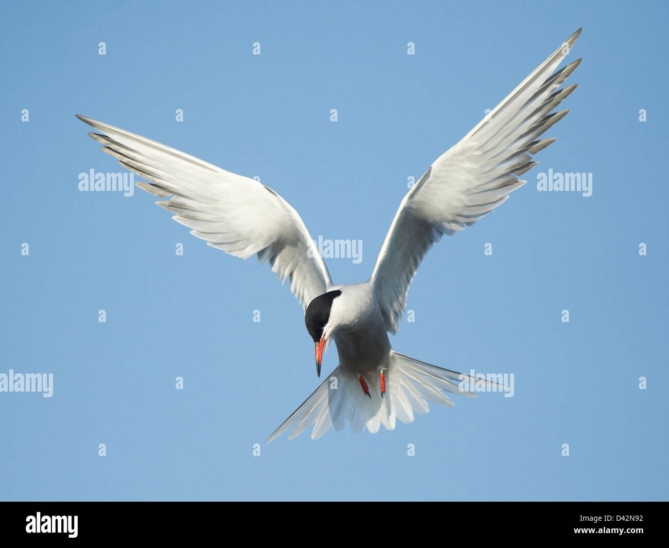 Common Tern hovering & diving for fish Stock Photo - Alamy