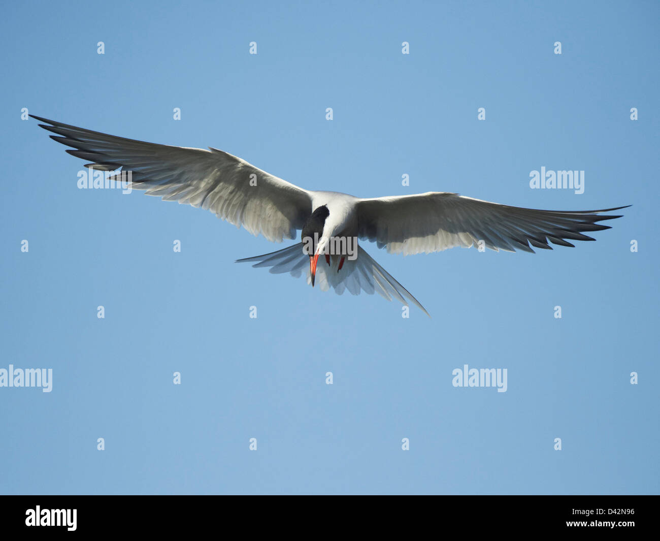 Hovering common tern hi-res stock photography and images - Alamy