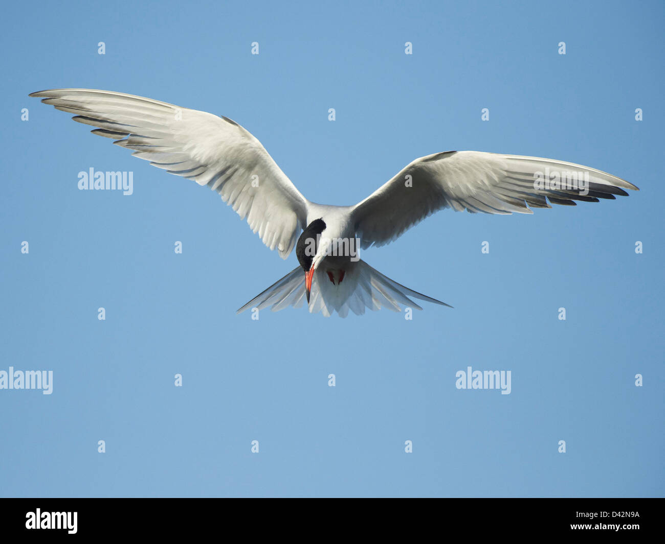 Common Tern hovering & diving for fish Stock Photo - Alamy