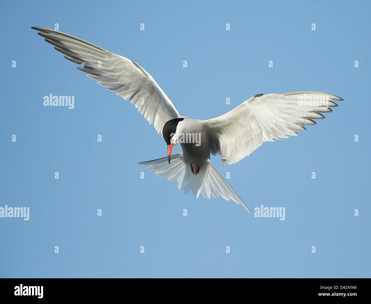 Common tern diving fish hi-res stock photography and images - Alamy