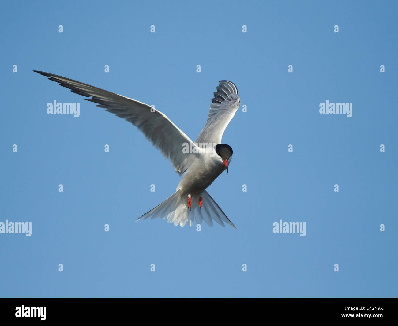Common Tern hovering & diving for fish Stock Photo - Alamy
