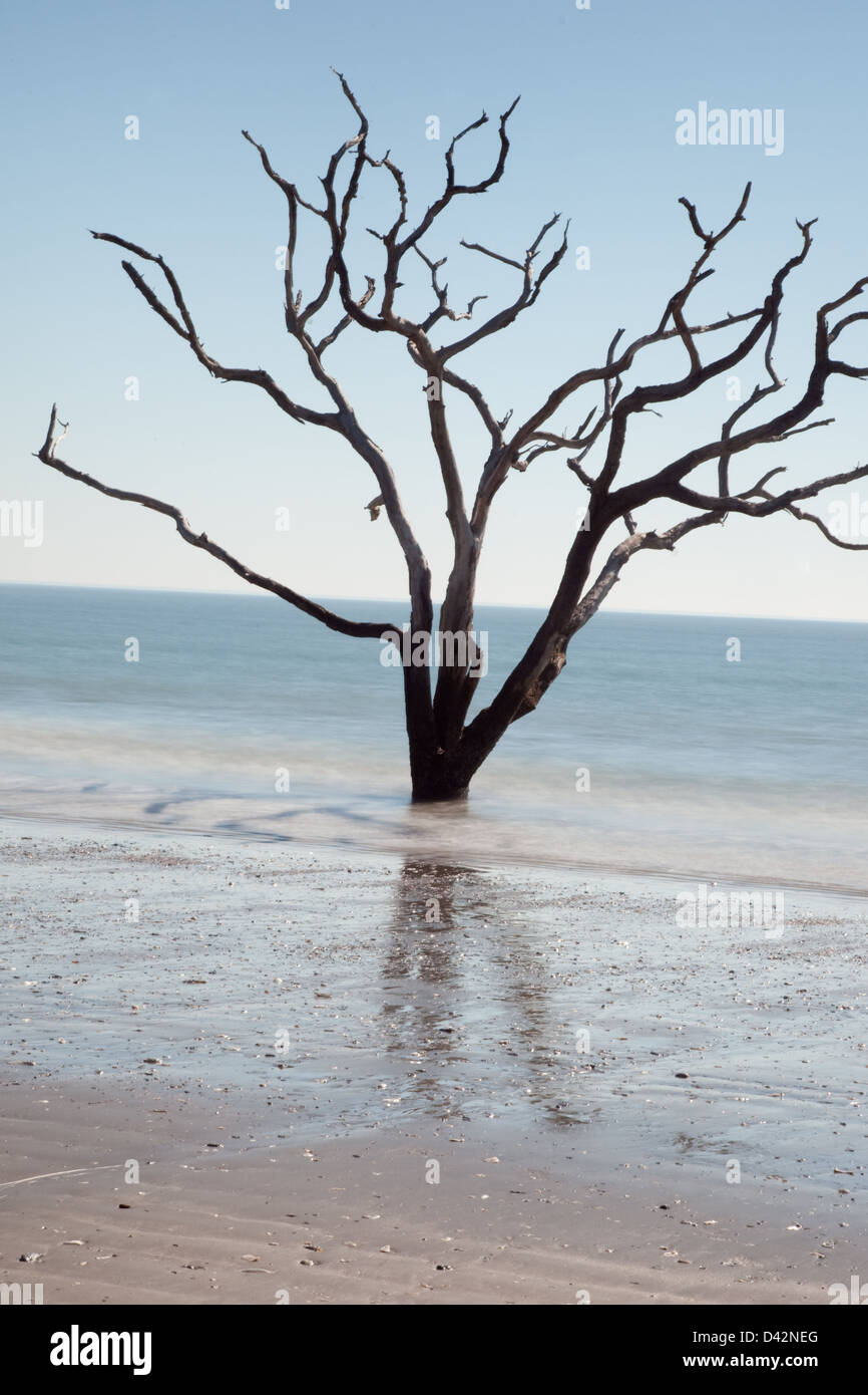 Dead Live Oak Tree standing in the surf of the ocean, no longer able to ...