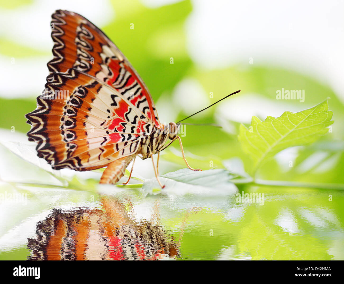 butterfly Red Lacewing on a green plant Stock Photo - Alamy