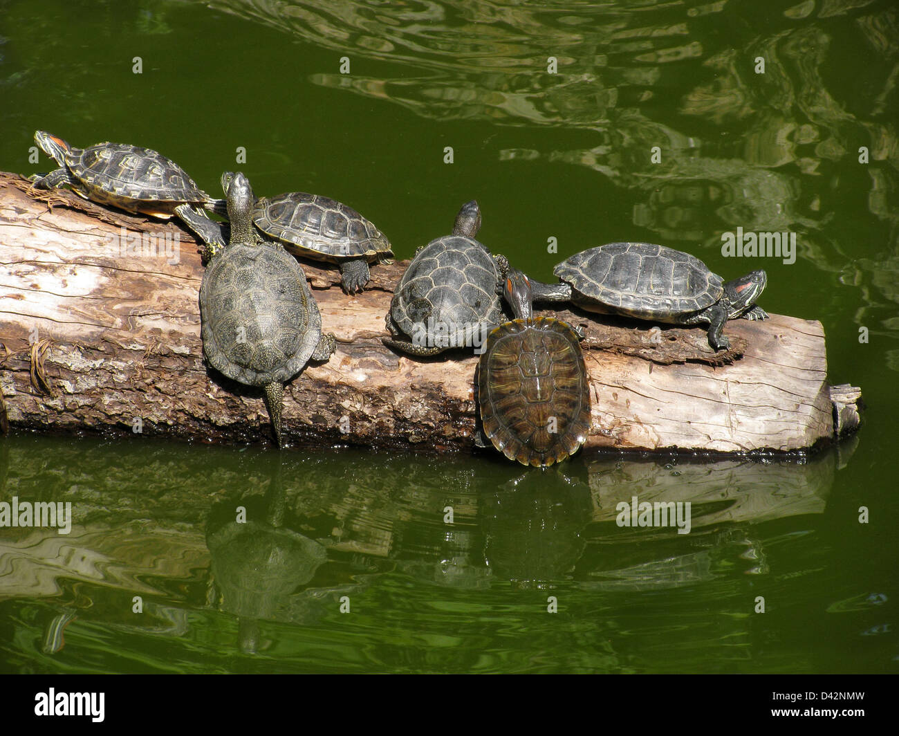 several turtles on a trunk of tree in pond Stock Photo - Alamy