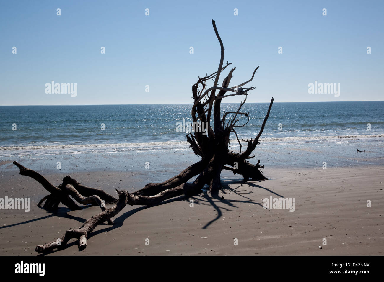 Sand live oak tree hi-res stock photography and images - Alamy