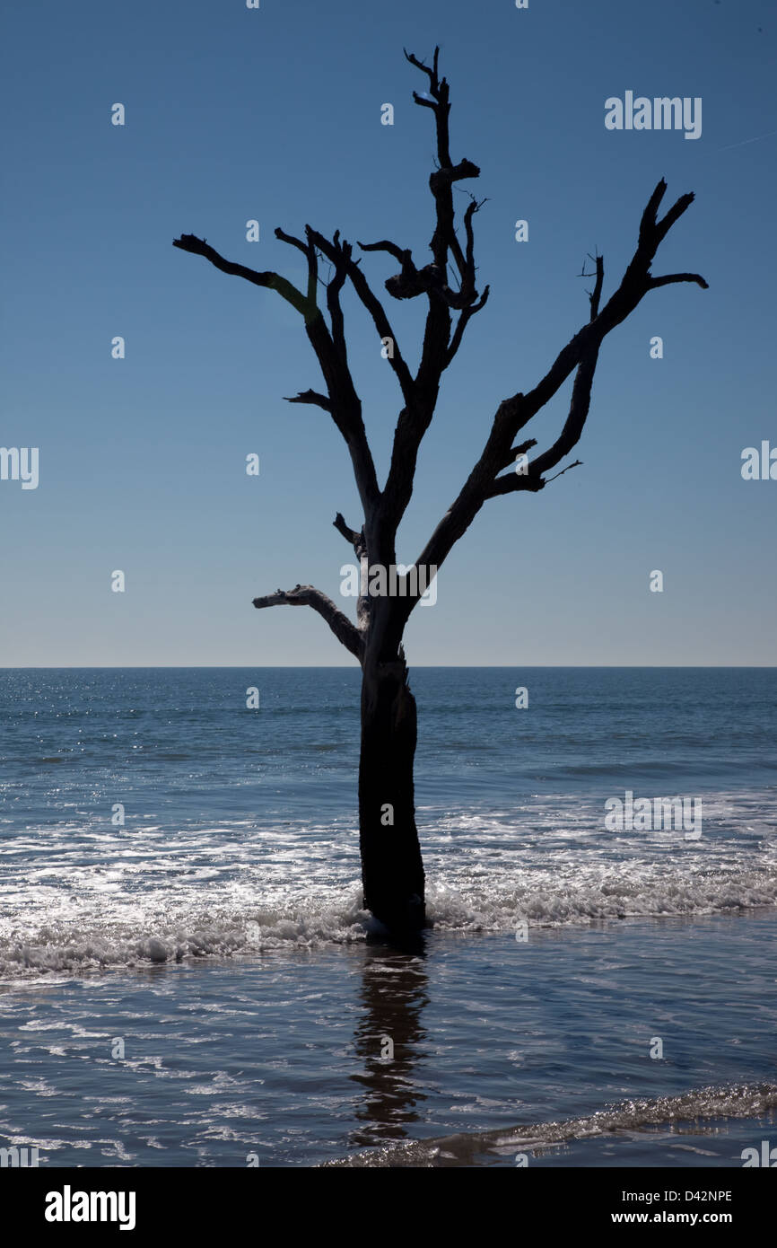 Dead Live Oak Tree standing in the surf of the ocean, no longer able to ...