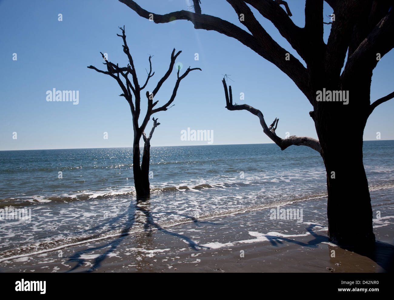 Dead Live Oak Tree standing in the surf of the ocean, no longer able to ...