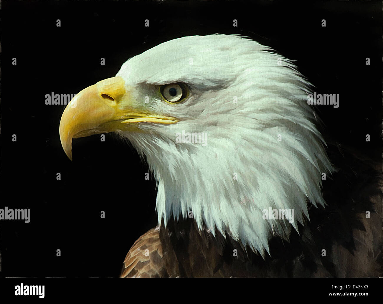 Bald Eagle illustration Stock Photo - Alamy
