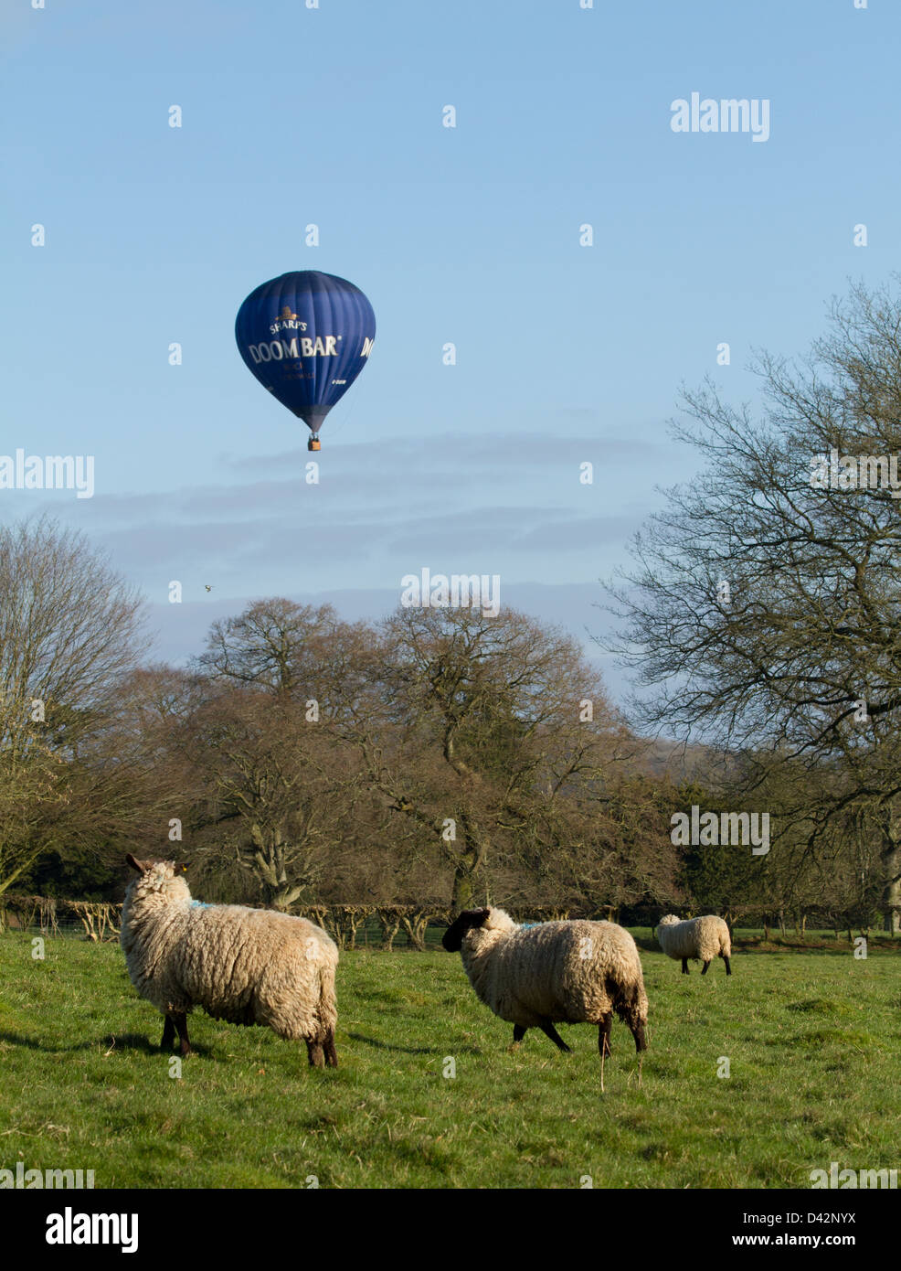 Sheep flies hi-res stock photography and images - Alamy