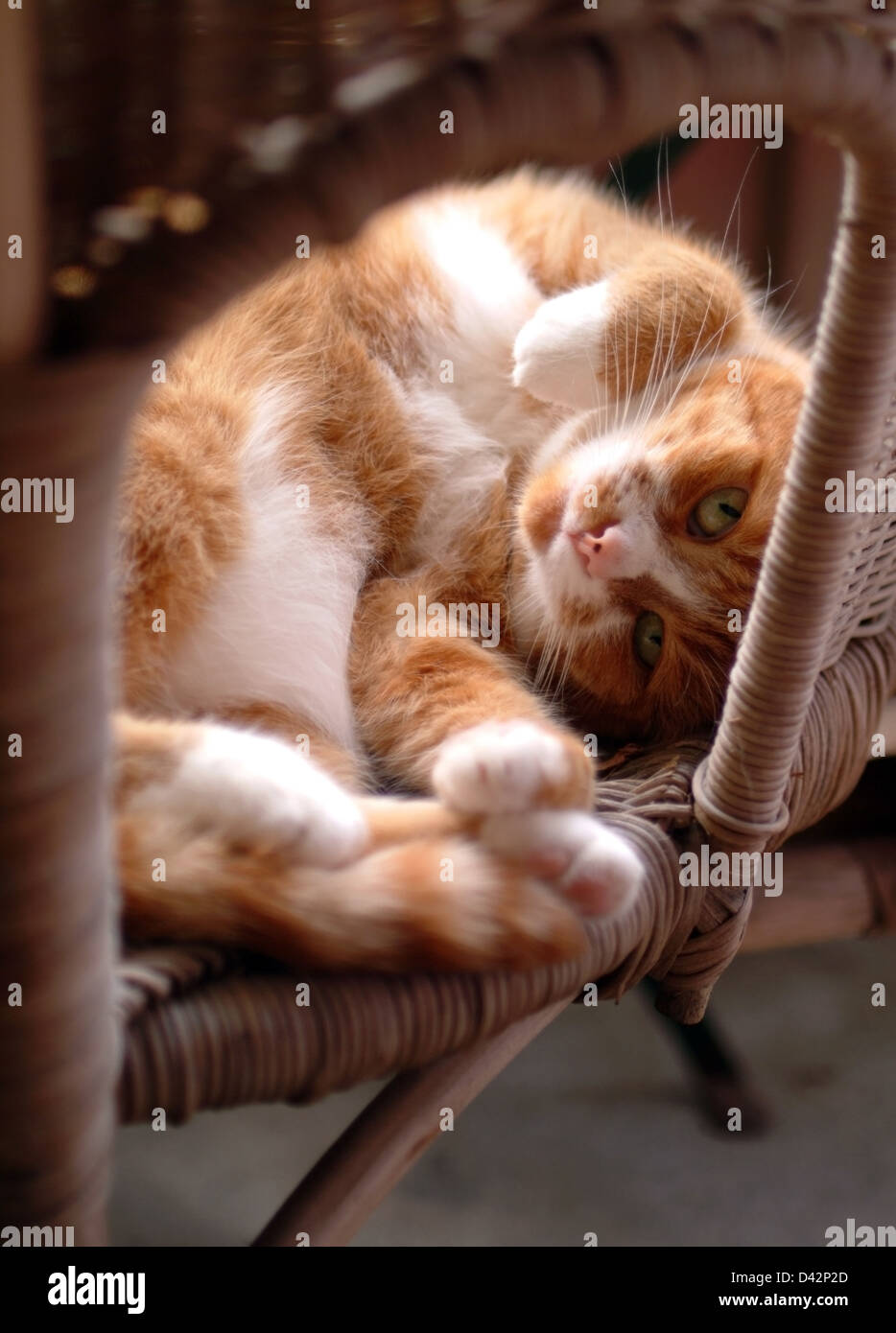 Lounging cat hi-res stock photography and images - Alamy