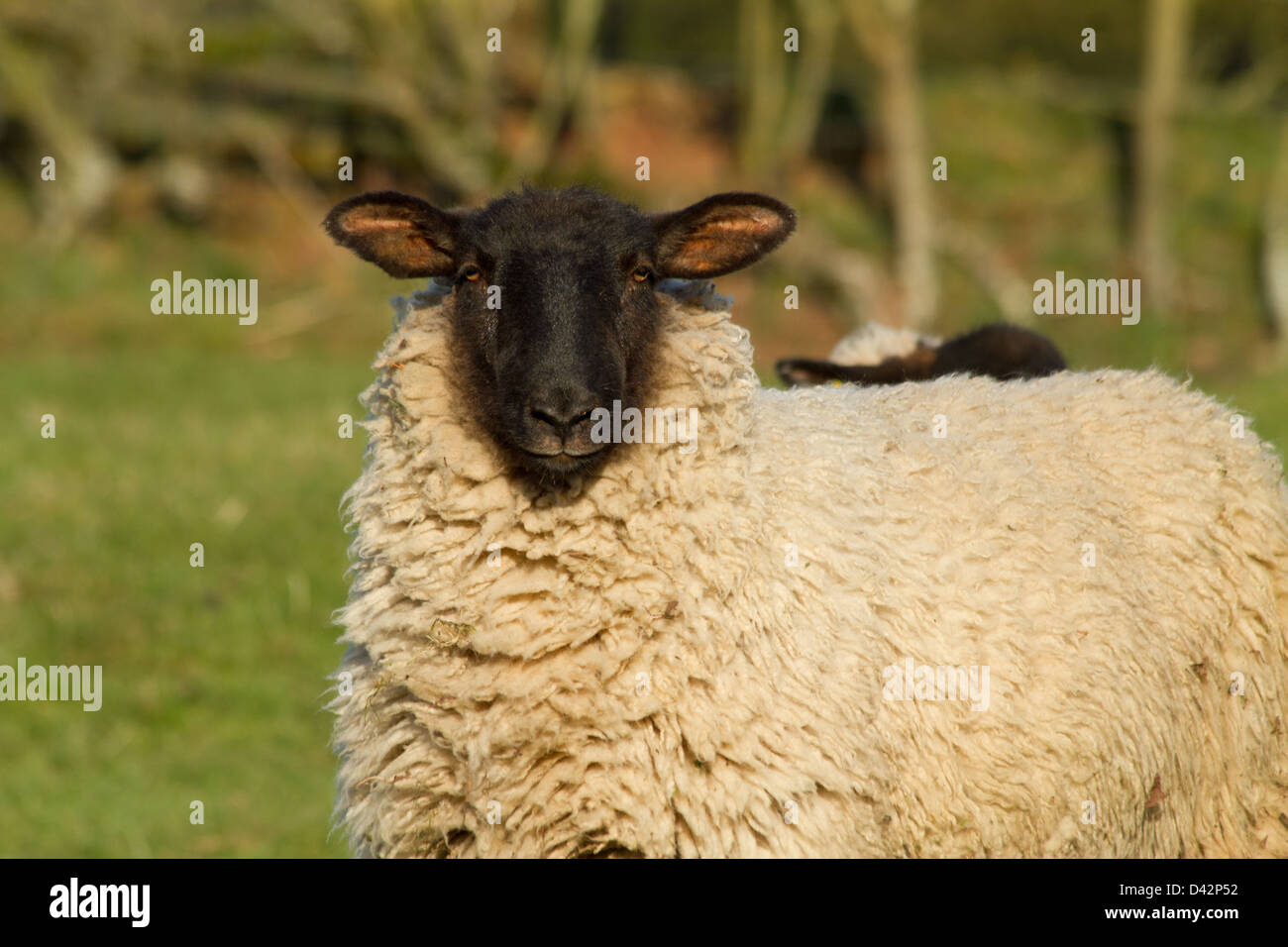 Pregnant ewe hi-res stock photography and images - Alamy