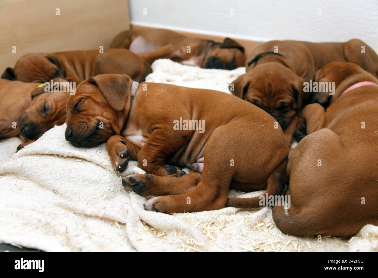 Rhodesian ridgeback puppy hi-res stock photography and images - Alamy