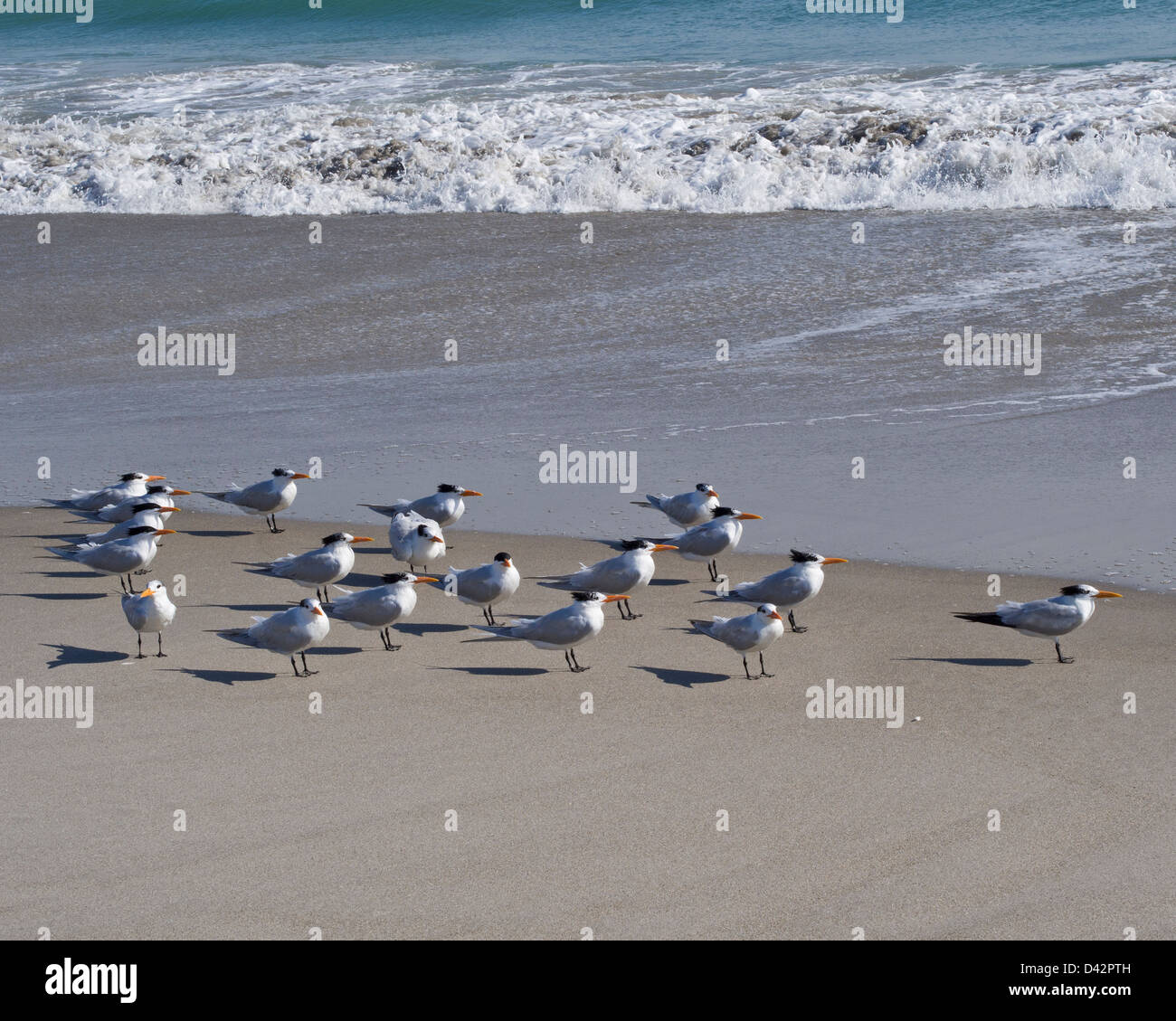 Flock of royal terns on beach hi-res stock photography and images - Alamy