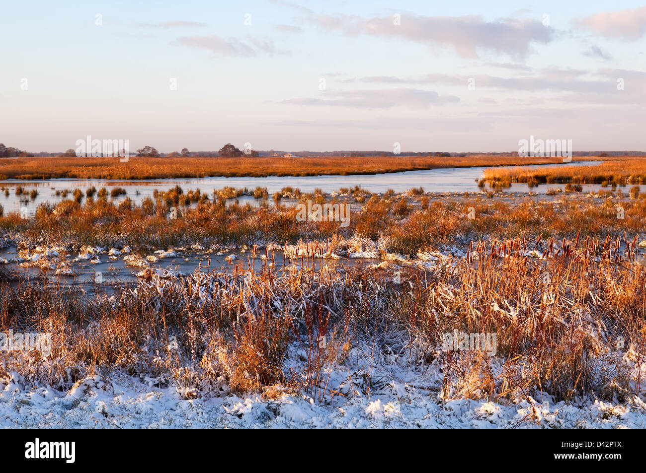Frozen swamp hi-res stock photography and images - Alamy