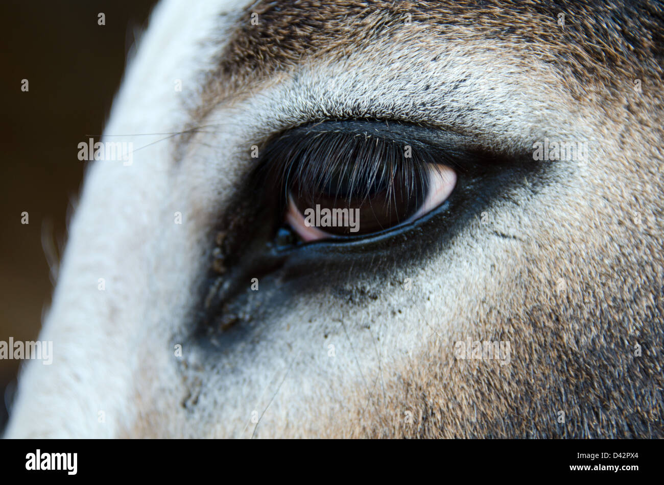 Eye of goat Stock Photo - Alamy