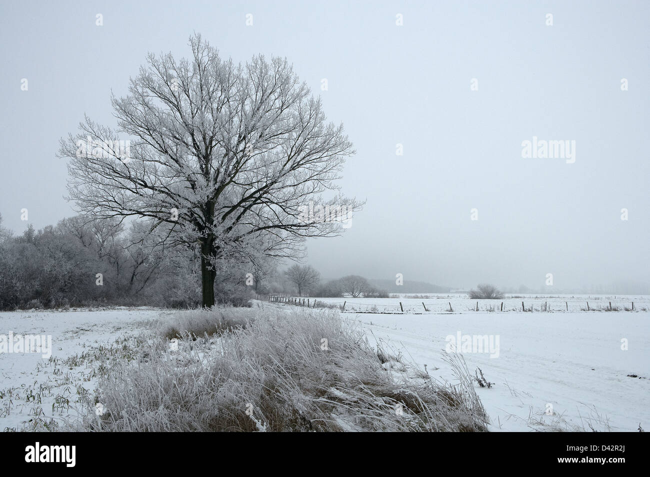 Alt Bork, Germany, winter landscape with snowy trees and fields Stock ...