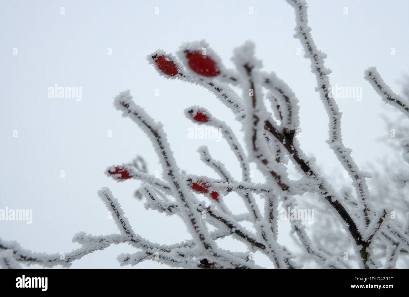 Alt Bork, Germany, snowed Rosehip bush Stock Photo - Alamy