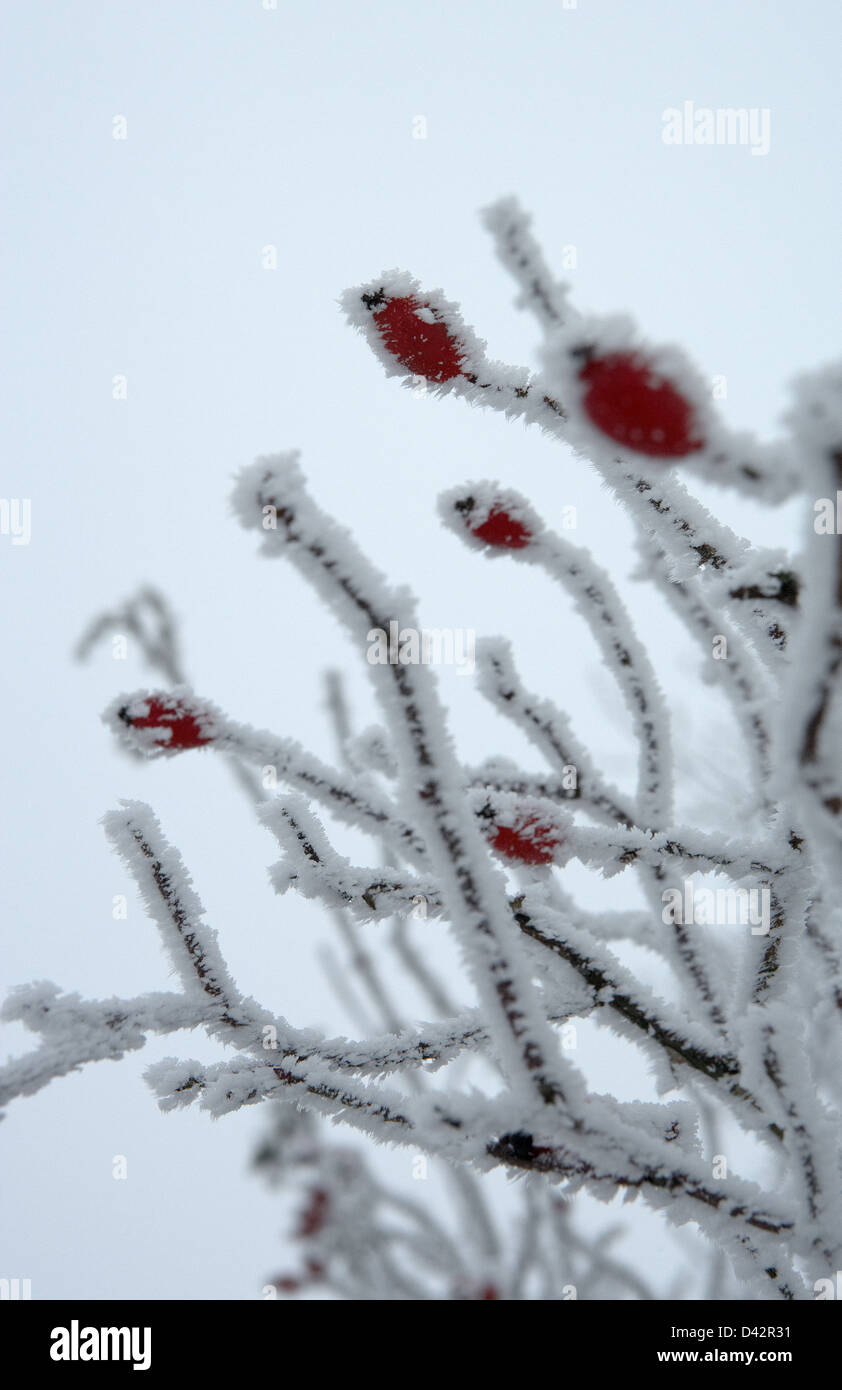 Alt Bork, Germany, snowed Rosehip bush Stock Photo - Alamy