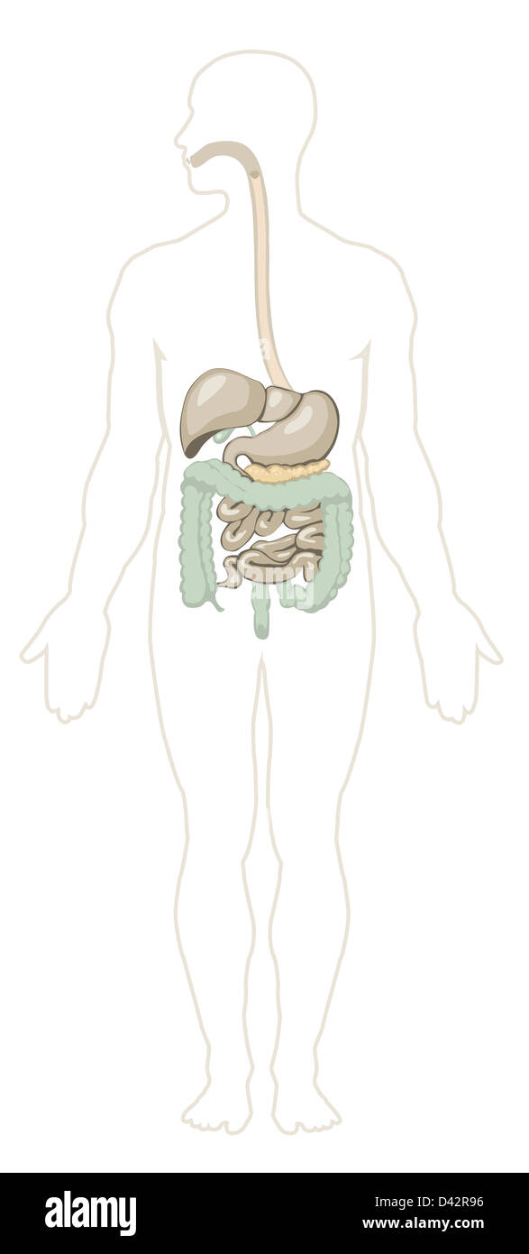 Human Anus High Resolution Stock Photography and Images - Alamy