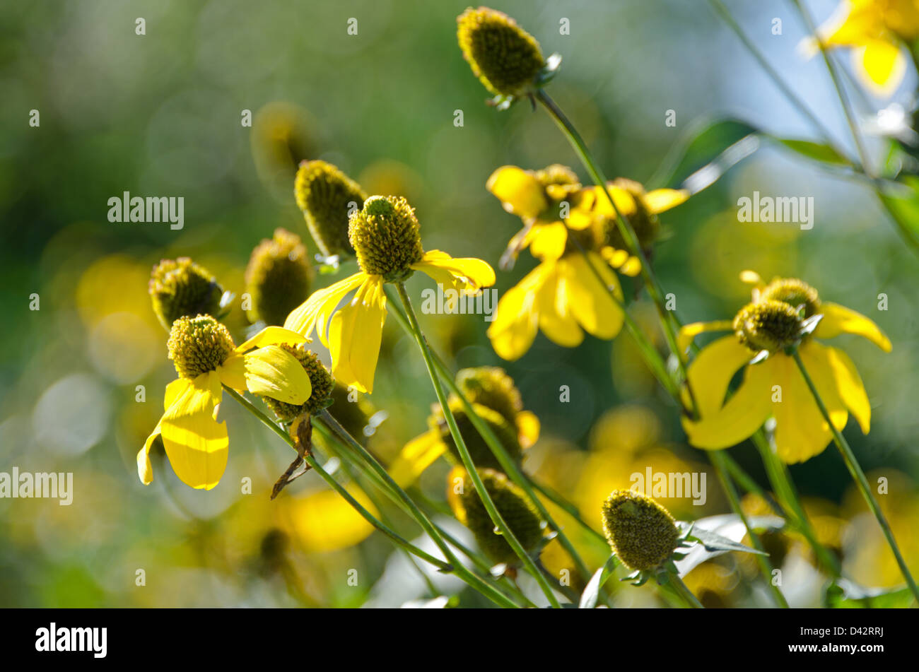 Rudbeckia laciniata herbstsonne hi-res stock photography and images - Alamy