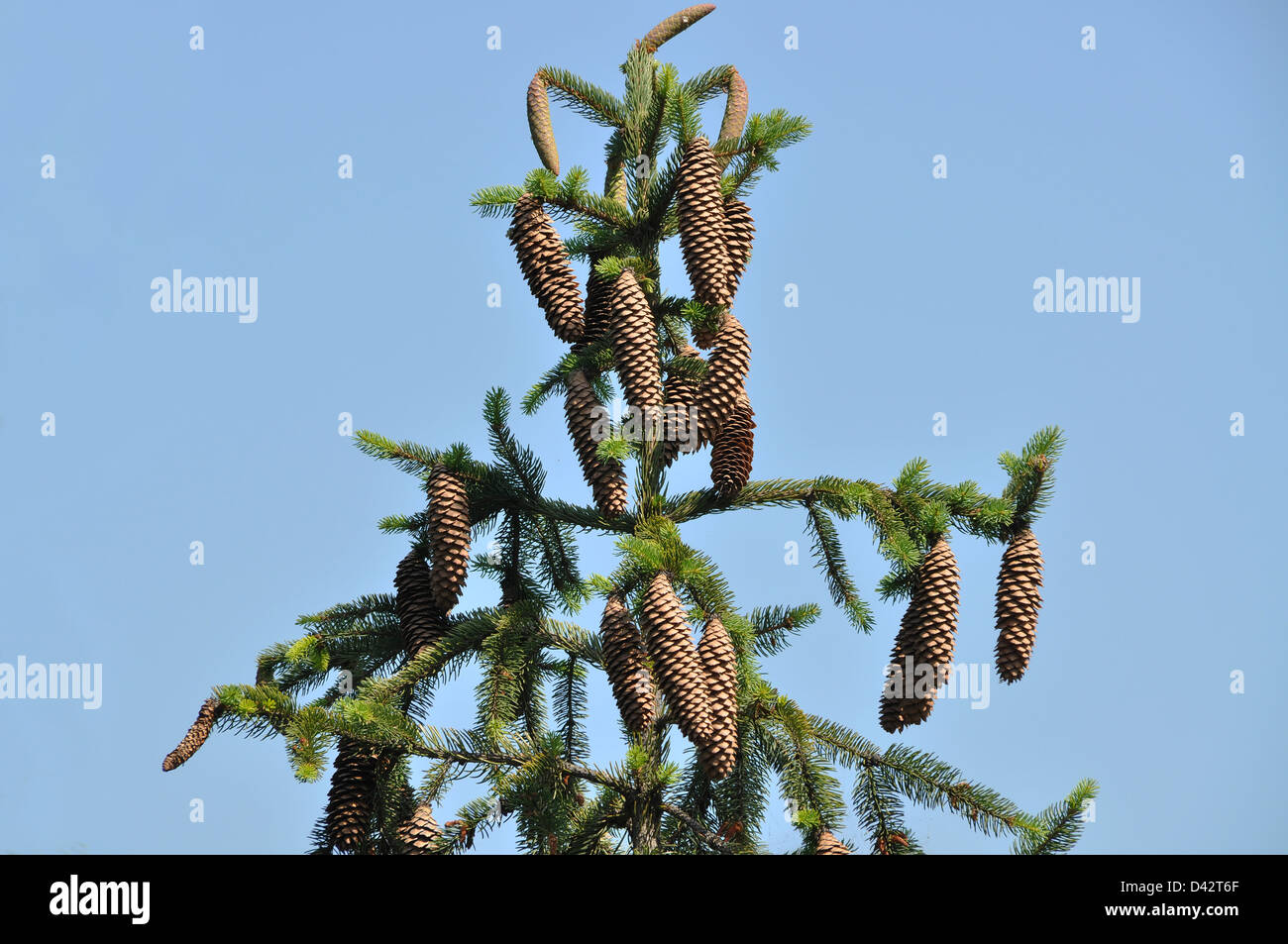 Needle leaf pine tree in its natural environment, pine tree in nature ...