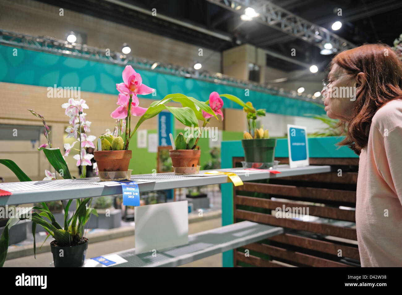 A woman looking at a prize-winning orchid at the Philadelphia Flower ...