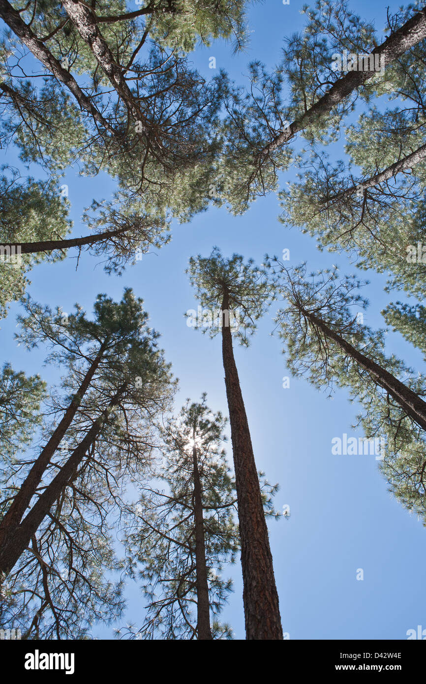 Looking up sky through trees hi-res stock photography and images - Alamy