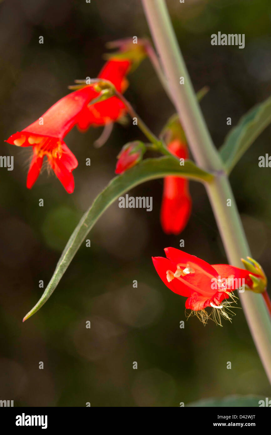 Penstemon barbatus hi-res stock photography and images - Alamy