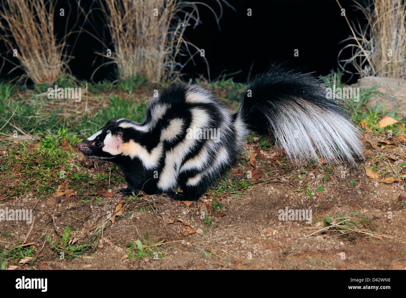 Western Spotted Skunk Spilogale gracilis Tucson, Pima County, Arizona ...
