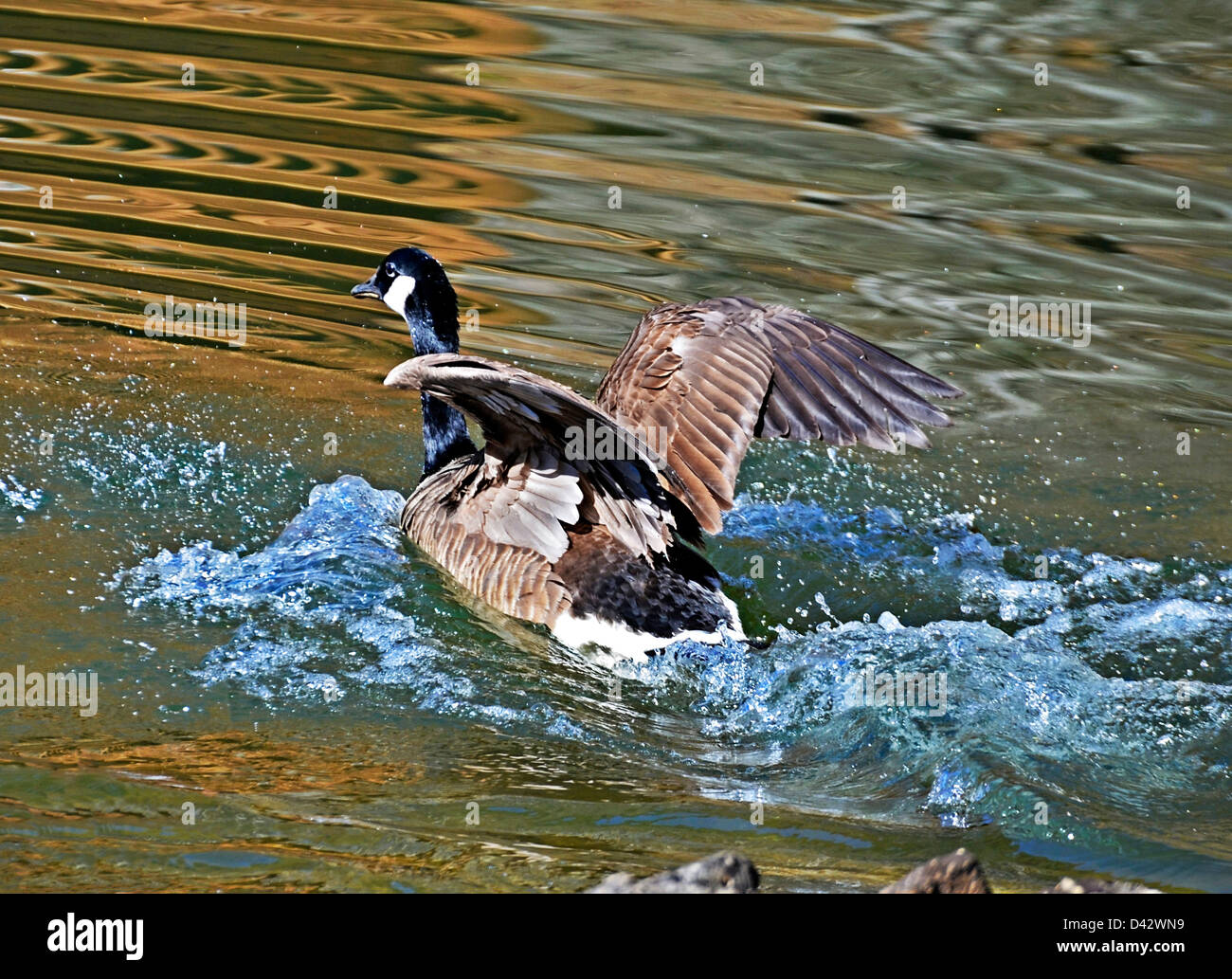 A scared goose about to take flight out of the water Stock Photo - Alamy