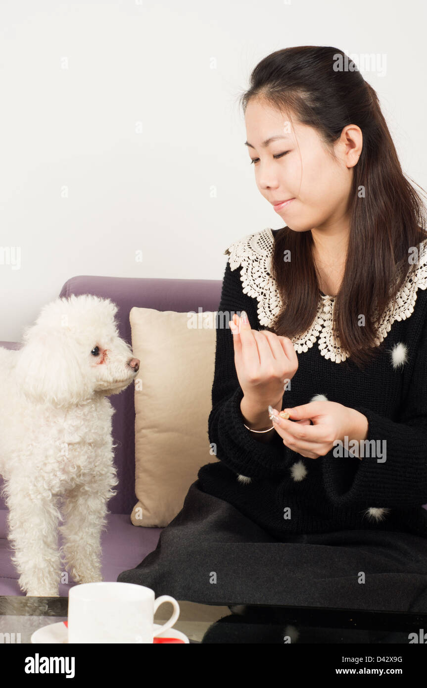 The girl feeding a Poodle Stock Photo - Alamy