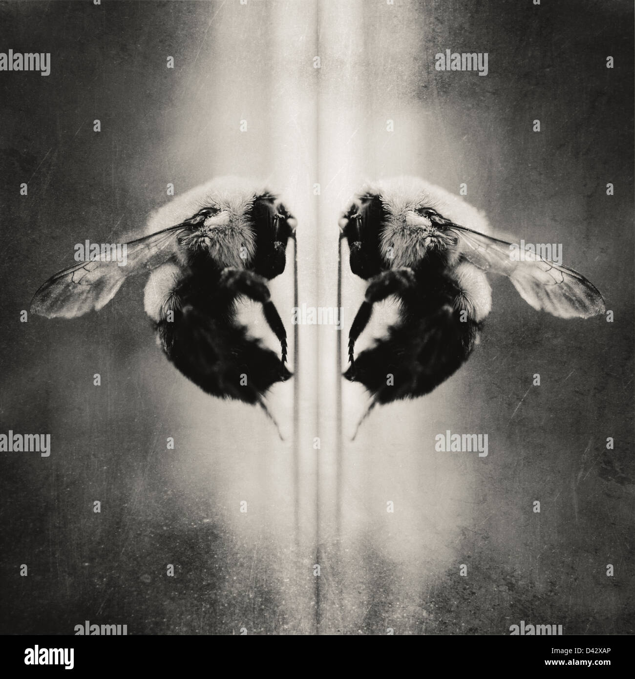 Bee duo hi-res stock photography and images - Alamy