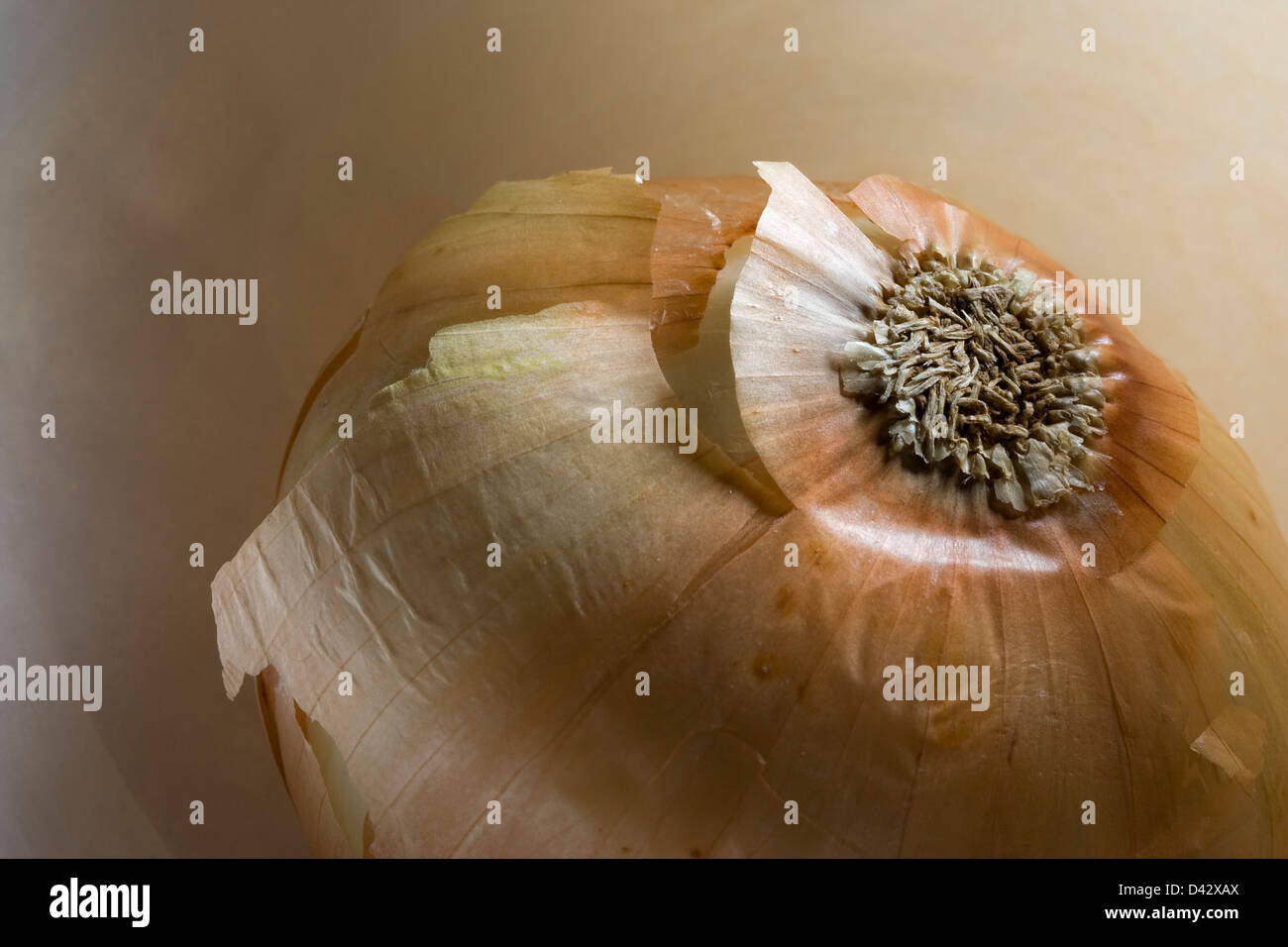Onion skin hi-res stock photography and images - Alamy