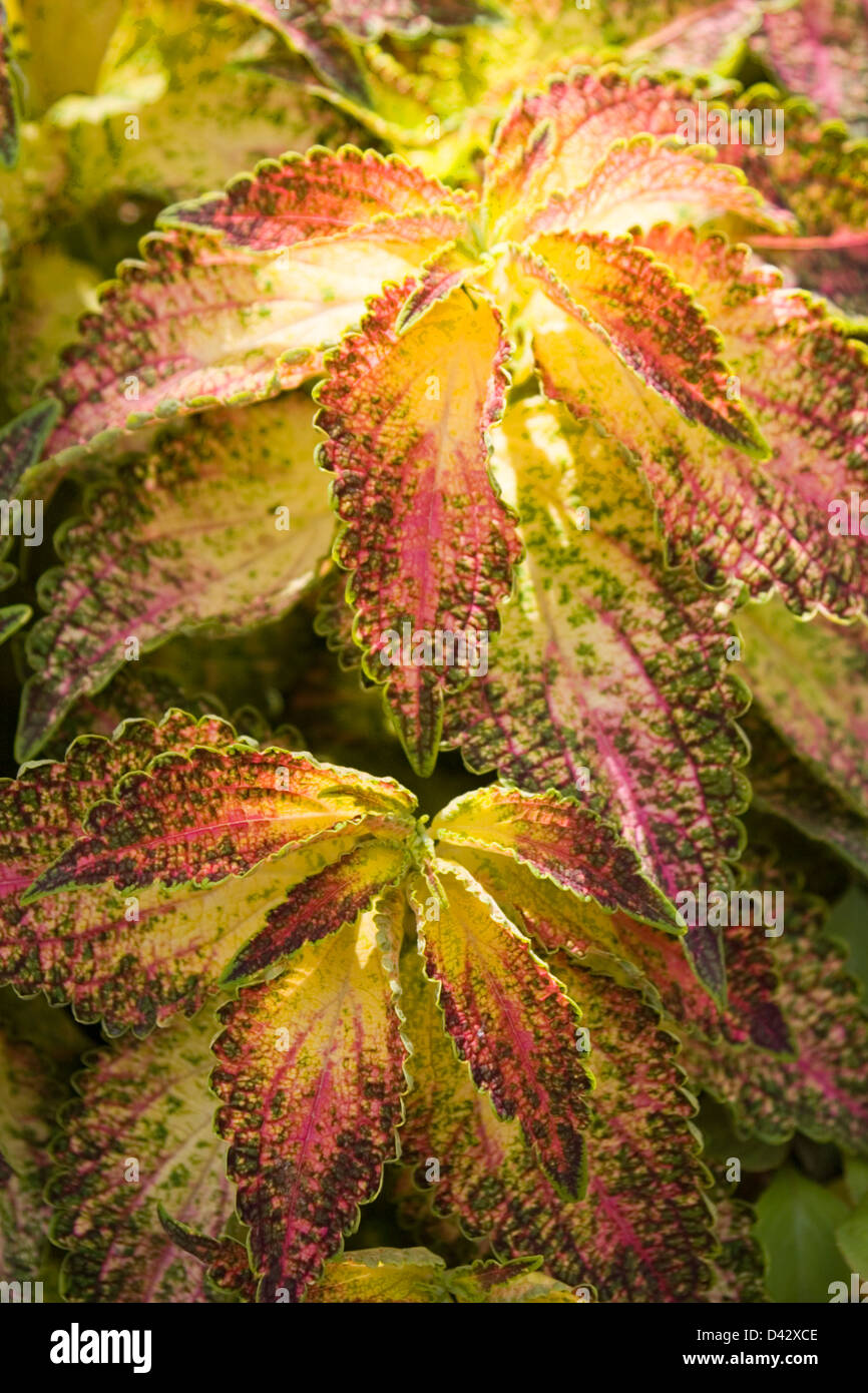 Coleus (Solenostemon scutellarioides Stock Photo - Alamy