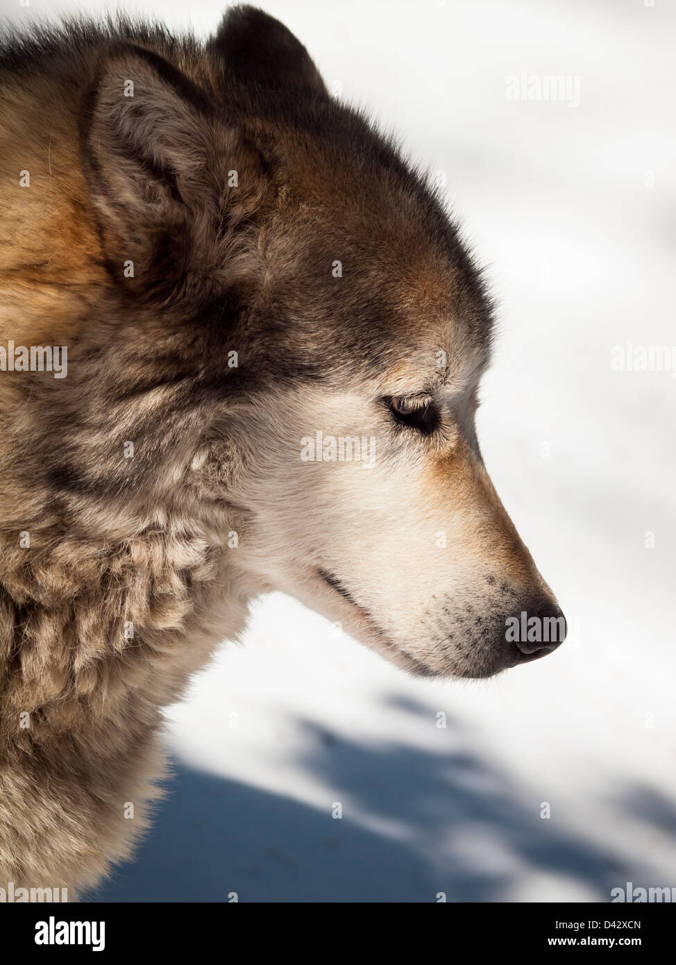Large wolf in captivity Stock Photo - Alamy