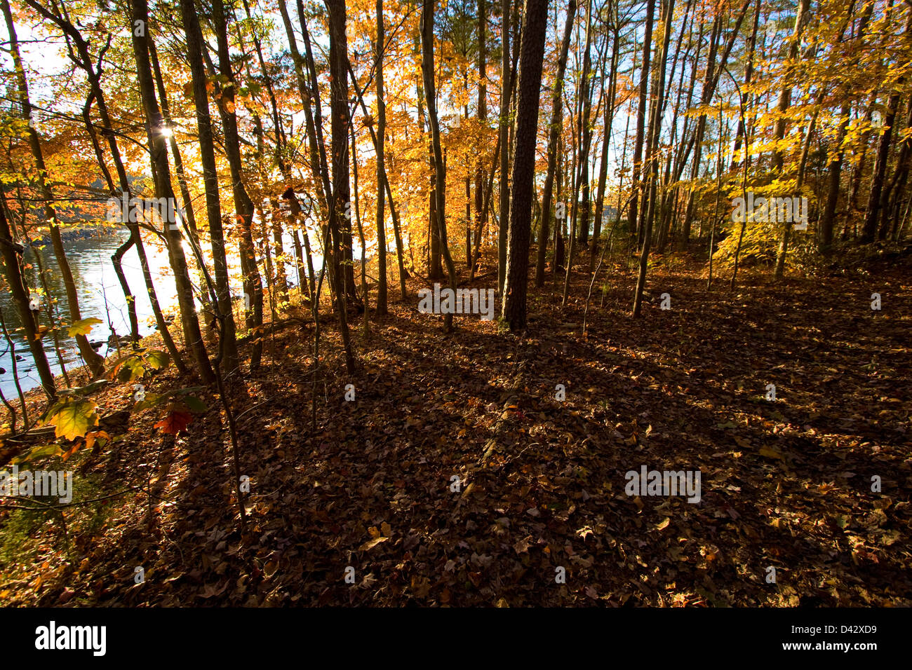 Late afternoon sun in the woods hi-res stock photography and images - Alamy