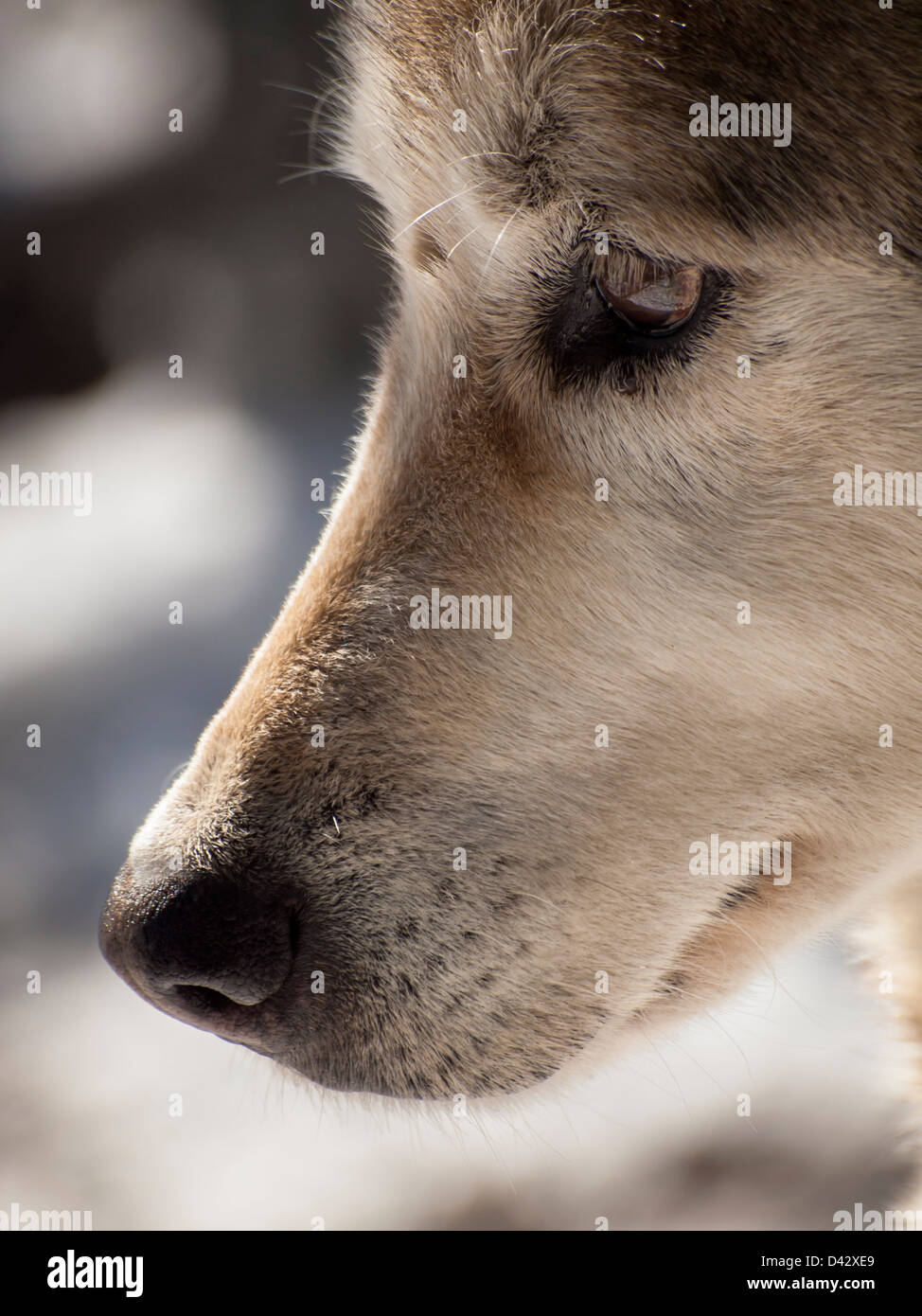 Large wolf in captivity Stock Photo - Alamy