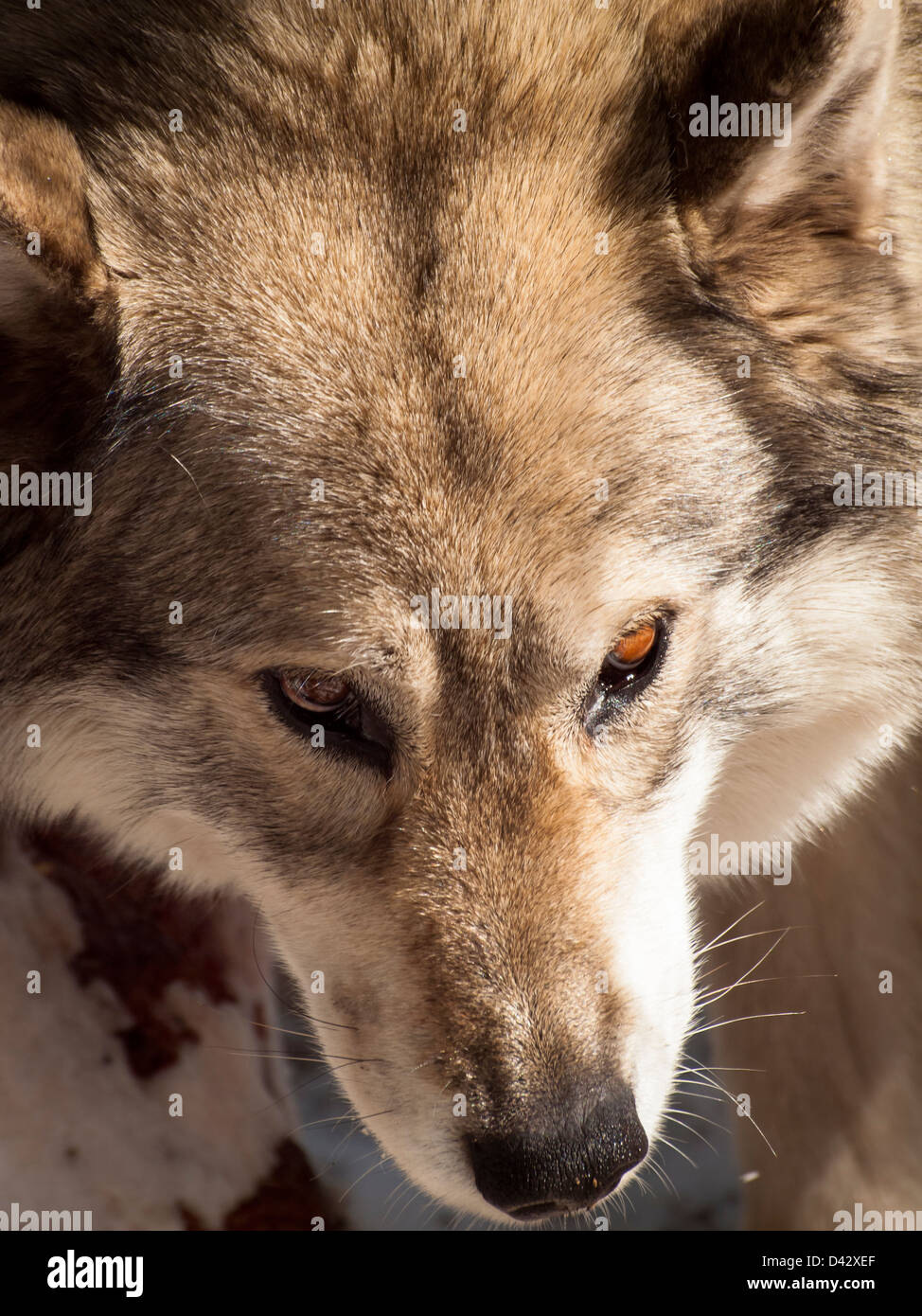 Large wolf in captivity Stock Photo - Alamy