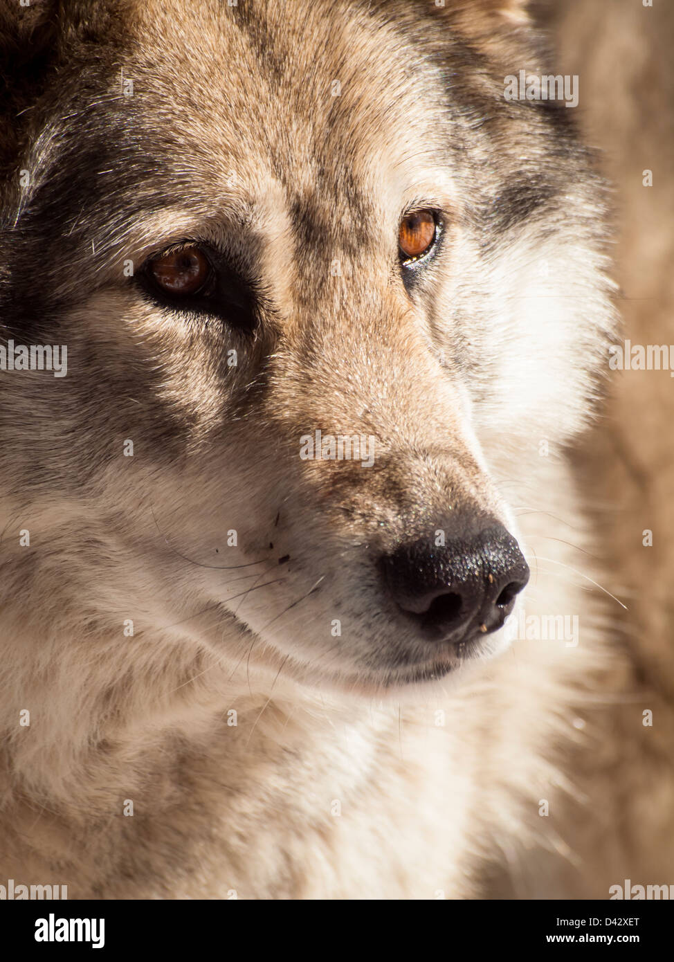 Large wolf in captivity Stock Photo - Alamy
