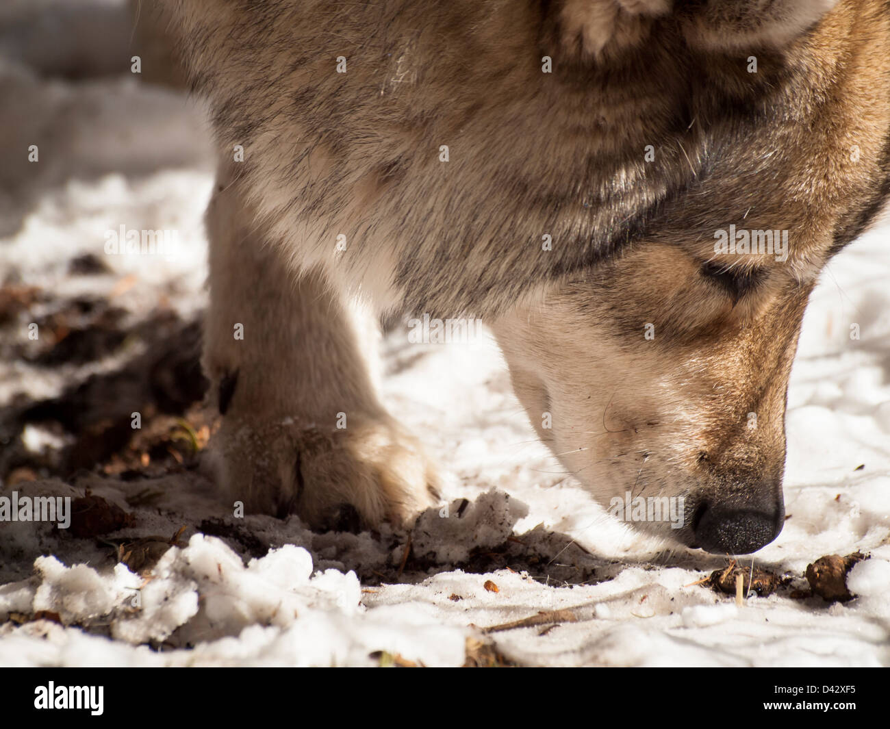 Large wolf in captivity Stock Photo - Alamy